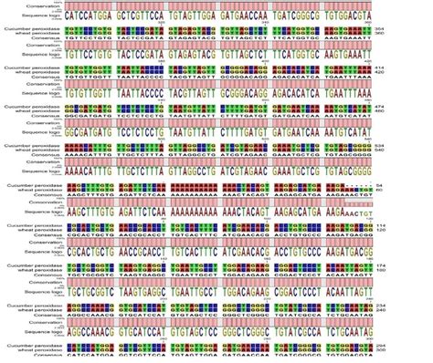multiple sequence alignment of the partial nucleotide sequence of
