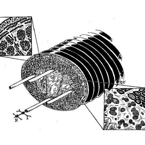 Paraffin Cross Section Of Hirudo Medicinalis The Botryoidal Tissue