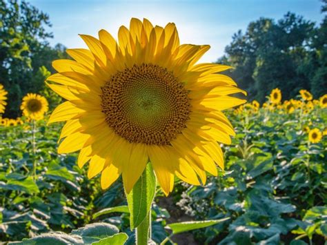 ดอกทานตะวัน รูปภาพดอกไม้สวยๆ