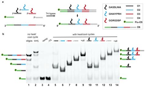 Improved Metal Free Approach For The Synthesis Of Protected Thiol Containing Thymidine