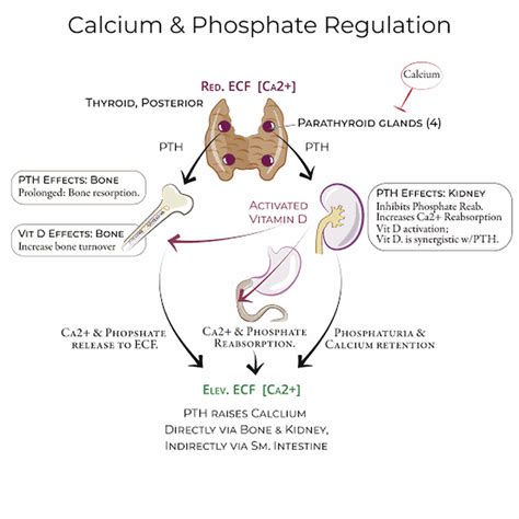 Calcium And Phosphate Regulation MEDizzy