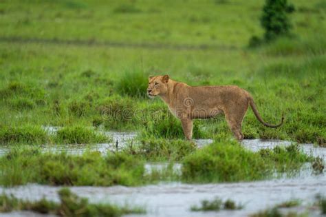 Lioness Stands On Flooded Grassland In Rain Stock Image Image Of Maasai Nature
