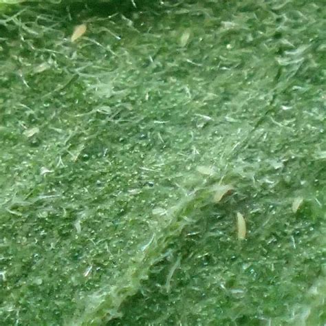 How To Get Rid Of Russet Mites Trifecta Natural