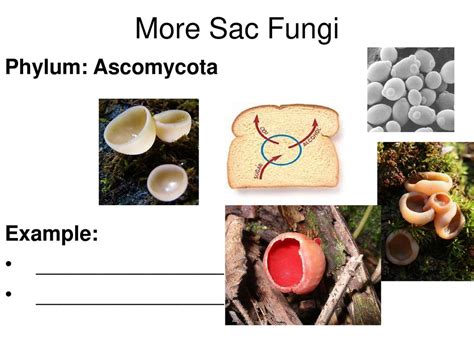 Chapter 21 Kingdom Fungi Notes Ppt Download