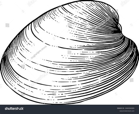 Hand Drawn Clam Shell Sketch Illustration Stock Vector Royalty Free