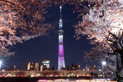 2023 Tokyo Night Cherry Blossom Viewing Private Tour By Charter Vehicle