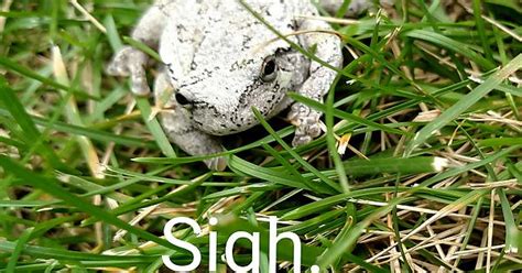 White Toad Imgur
