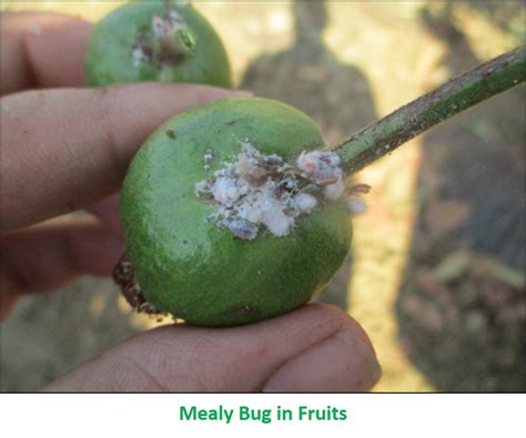 Mealy Bug Vnr Nursery
