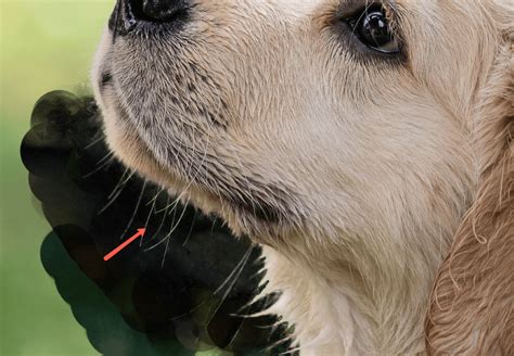 How To Use The Background Eraser Tool In Photoshop