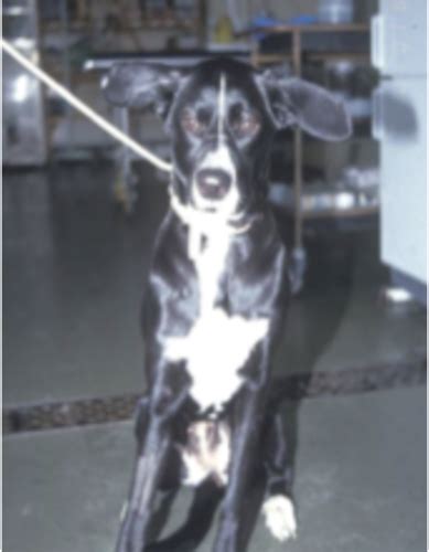 Canine Diseases Flashcards Quizlet