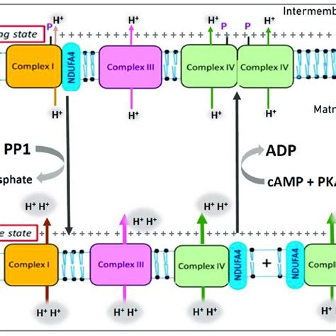Hypothesis Variable Binding Of Ndufa4 To Complex I Or Cytochrome C Download Scientific Diagram