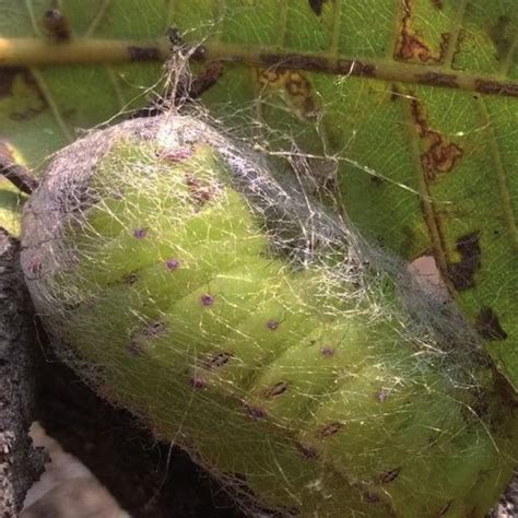 Antheraea Mylitta Silkworm Download Scientific Diagram