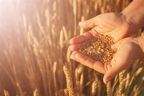 여자의 손바닥 노란색 밀 귀의 배경에 대해 밀 씨앗을 잡아 가득 찬에 대한 스톡 사진 및 기타 이미지 가득 찬 길이 노랑 Istock