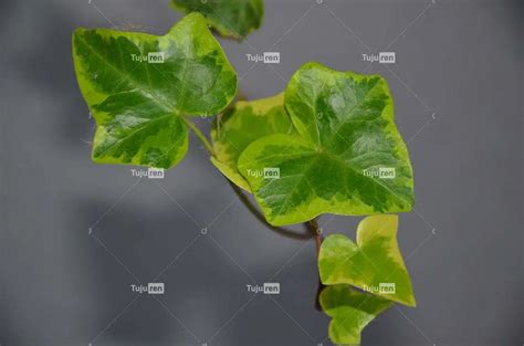 攀爬植物常春藤绿色免抠素材模板下载 图巨人