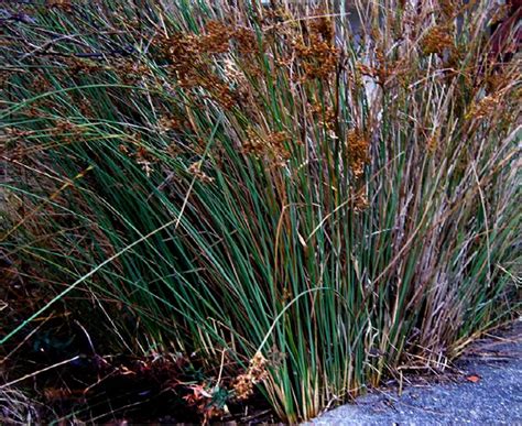 Juncus Patens Blue Rush Native Here Nursery