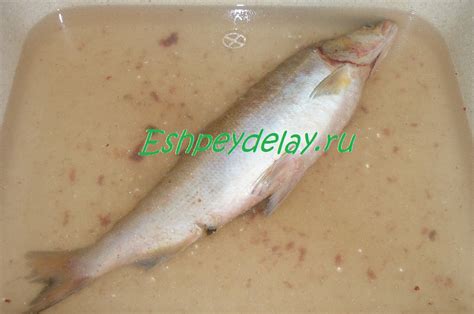 Нельма малосольная - рецепт с фото