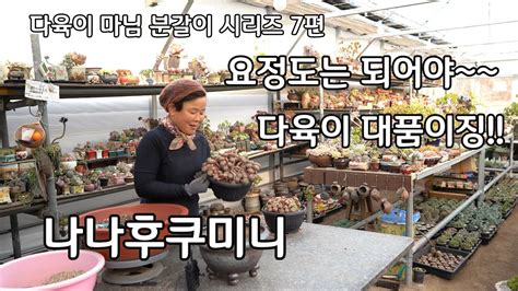 대품 다육이 화분 나나후쿠미니 다육이 마님 분갈이 시리즈 7편 Youtube