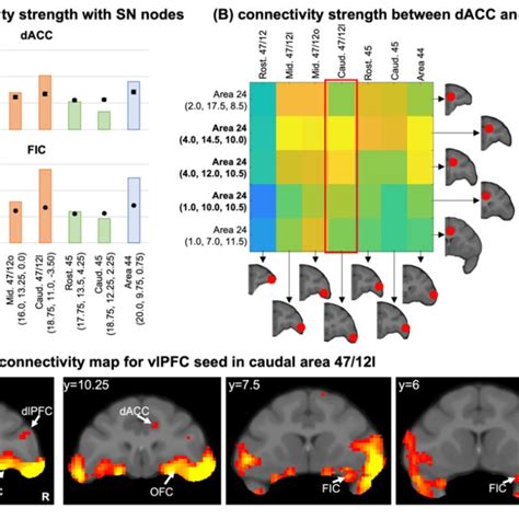 Functional Connectivity Analysis In The Human Brain A Average Download Scientific Diagram