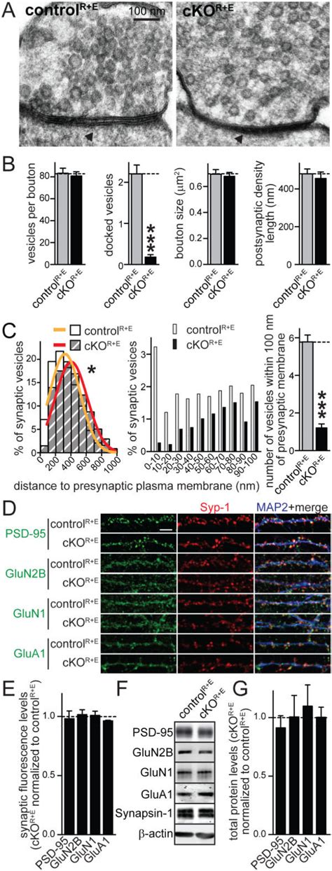 Disruption Of The Active Zone Leads To Loss Of Synaptic Vesicle Docking Download Scientific