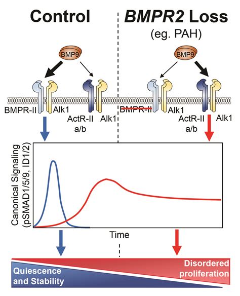 Endothelial Bmpr2 Loss Drives A Proliferative Response To Bmp Bone