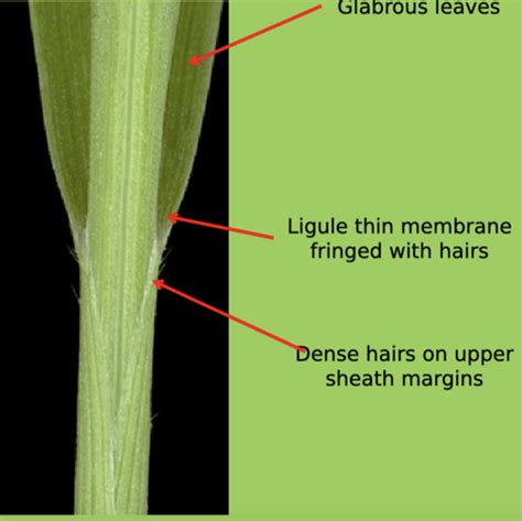 Plas 426 Invasive Weeds Quiz 5 Flashcards Quizlet