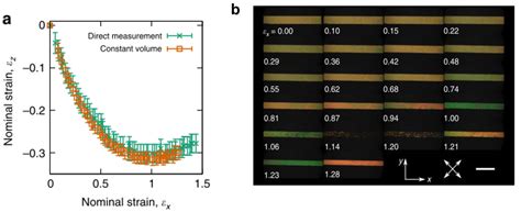 Liquid Crystal Elastomer Encyclopedia Mdpi
