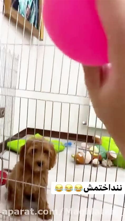 پست جدید پریسا پورمشکیپریسا پوربلکپریسا سگ گرفتکلیپ طنز