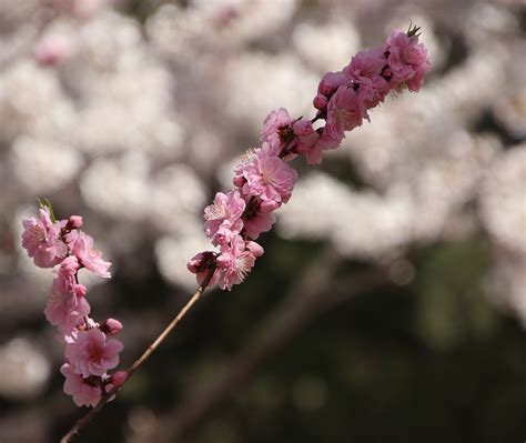 Cherry Blossoms Sakura Pink Free Photo On Pixabay Pixabay