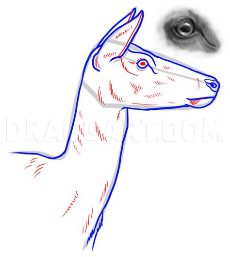 How To Draw Deer Step By Step Drawing Guide By Makangeni Dragoart Com Drawing Guide Basic