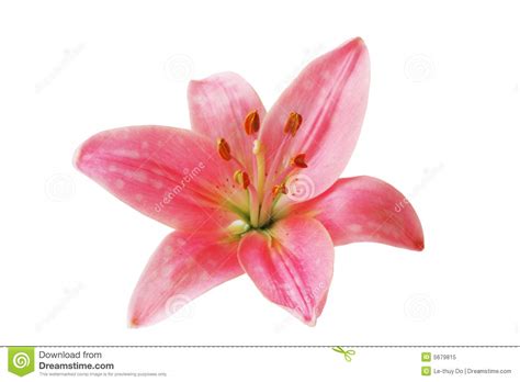 Lis Rose Image Stock Image Du été Fleur éternel Blanc 5679815