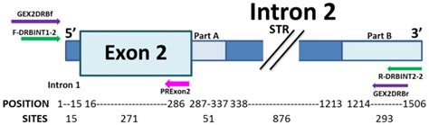 The Primers Used For Amplifying The Exon 2 Intron 2 Partial From Download Scientific Diagram