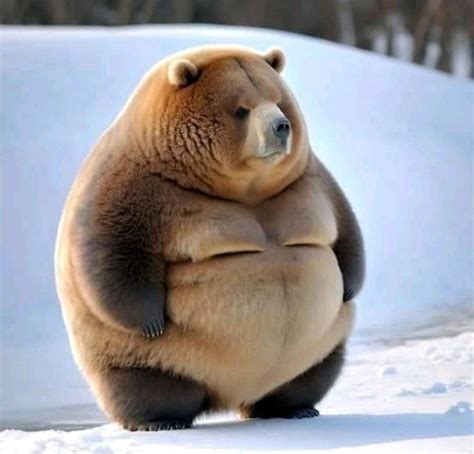 Pin On Im Not Drain Funny Fat Animals Fat Animals Cute Small Animals