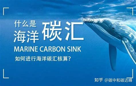 什么是海洋碳汇，如何进行海洋碳汇核算？ 知乎