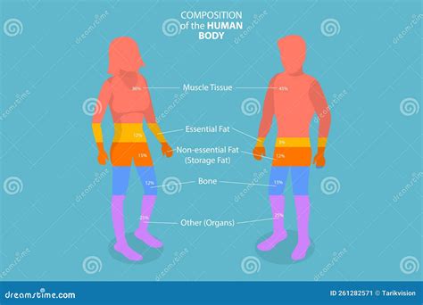 3d Isometric Flat Vector Conceptual Illustration Of Composition Of The Human Body Stock Vector