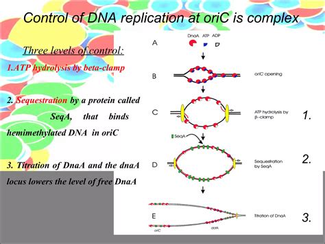Regulation Of Dna Replication Ppt