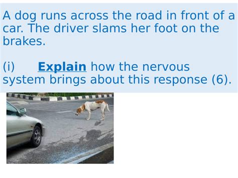 Reaction Time Required Practical Aqa Biology Gcse Teaching Resources