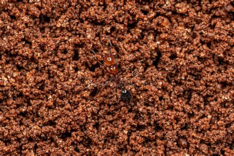 Adult Fire Ants Stock Image Image Of Wild Solenopsis 264275943