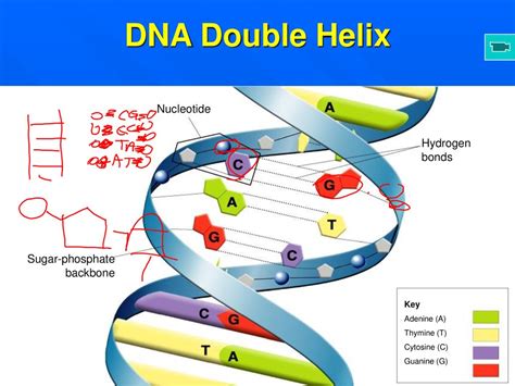 Structure And Replication Ppt Download