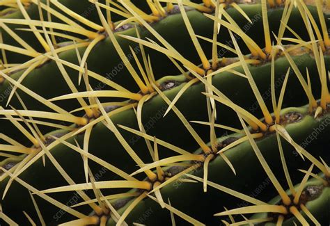 Cactus Spines Stock Image B6200145 Science Photo Library