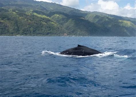Best Tour For Swimming With Whales Tahiti 2025