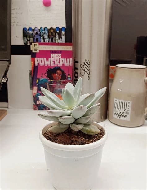 Purely Natural Sahaya Jenith