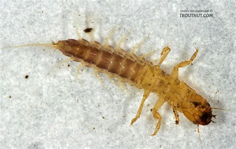 Sialis Alderfly Larva Pictures
