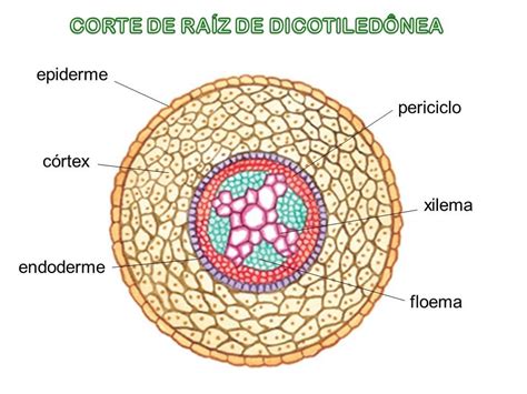 Raízes Tipos De Raízes Estrutura Características E Funções