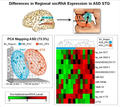 differences in regional small noncoding rna expression in the superior
