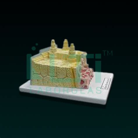 10300 Bone Microstructure Excellence In Labglassware