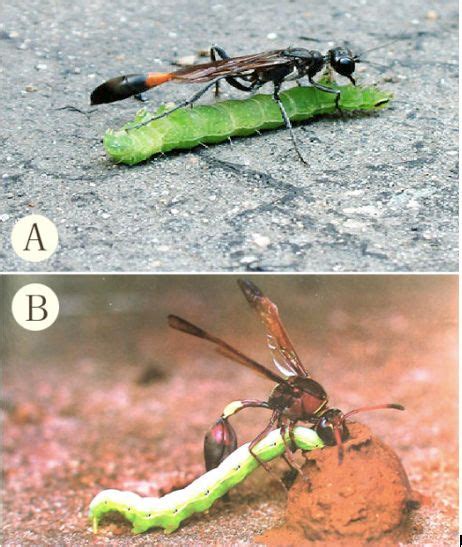 这生物 语文老师教的！——《诗经》中的生物学知识（附音频） 微生物