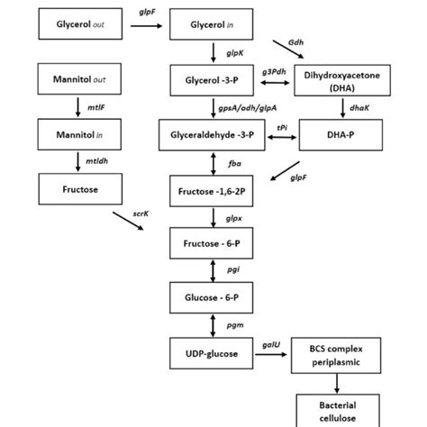 Metabolic Pathways Of Bacterial Cellulose Synthesis From Glycerol And