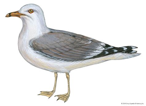 Gull Seabirds Migration And Adaptations Britannica