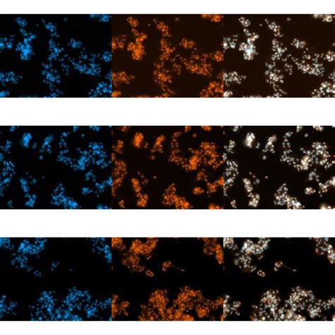 R Show A Grid Of Equally Spaced Images With Layout And Display Stack Overflow