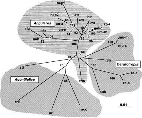 Nj Tree Based On Sequence Data Of Rdna Its Numbers Beside Branches
